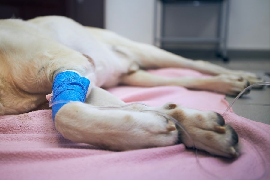 Cruciate Ligament Rupture in Dogs: Signs, Treatment & Recovery Guide